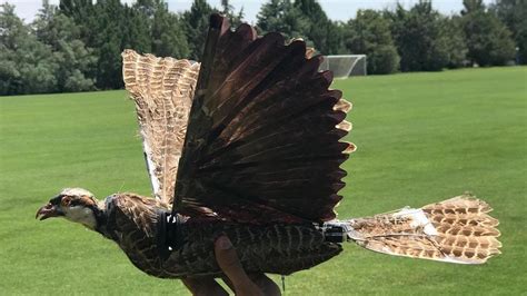 Taxidermy Birds Are Being Turned Into Drones Live Science