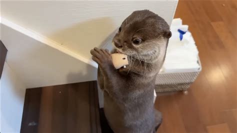People Cant Handle This Adorable Otter Carefully Carrying His Tiny