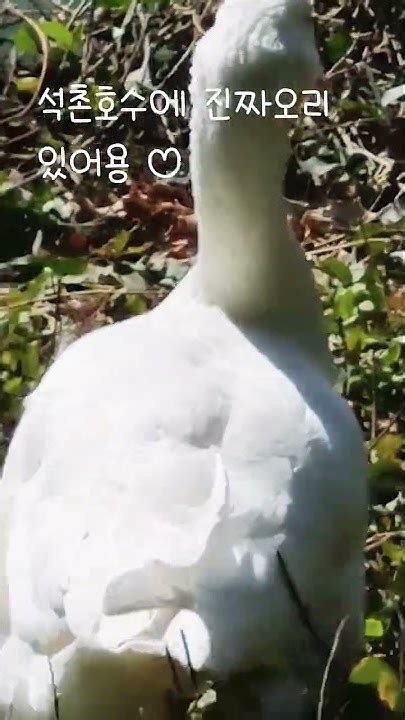 오리 석촌호수오리 석촌호수 석촌호수러버덕 러버덕 Youtube