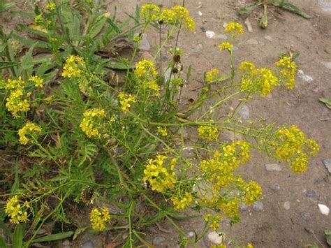 Rorippa Sylvestris Alchetron The Free Social Encyclopedia