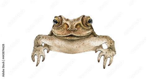 Halloween Toads Clip Art Library