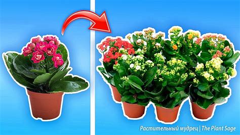 КАЛАНХОЭ РАЗМНОЖАЮ ТОЛЬКО ТАК! Секреты успешного размножения каланхоэ ...