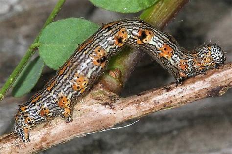 Caterpillar BugGuide Net