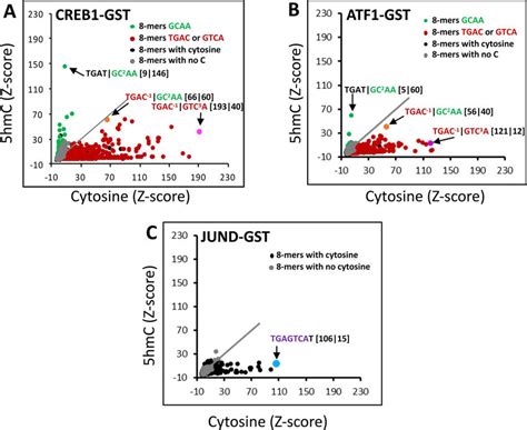 Creb1 Atf1 And Jund Binding To Dna 8 Mers Containing Cytosine Or