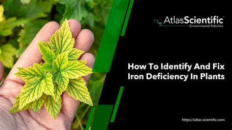 How To Identify And Fix Iron Deficiency In Plants Atlas Scientific
