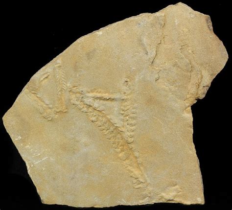 Cruziana Fossil Trilobite Trackway Morocco 49194 For Sale