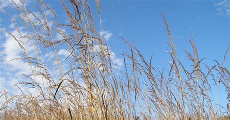 Blue Jay Barrens Indian Grass Seed