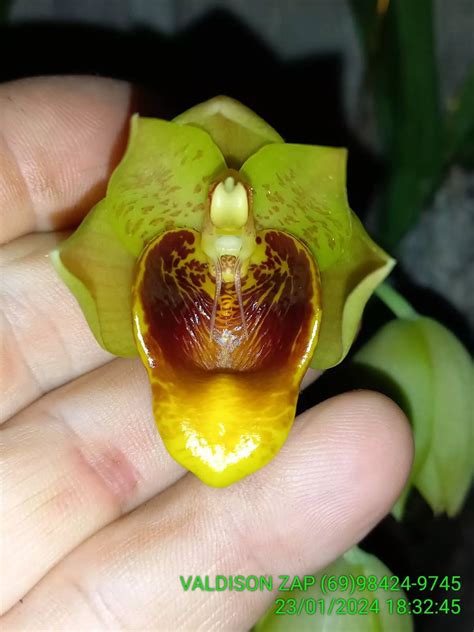 Catasetum X Intermedium Um Híbrido Natural Entre O Catasetum Vinaceum