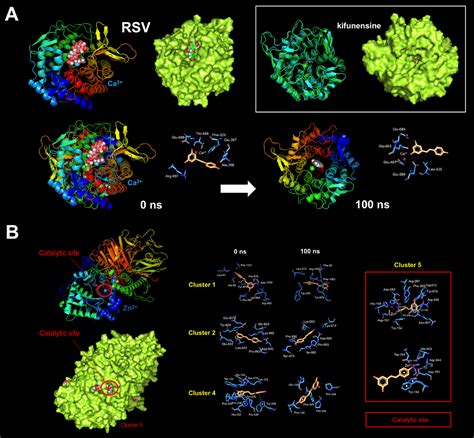 Resveratrol Targets Pd L1 Glycosylation And Dimerization To Enhance