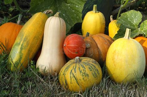 Different Varieties Of Squash Harvested In A Vegetable Garden And Laid