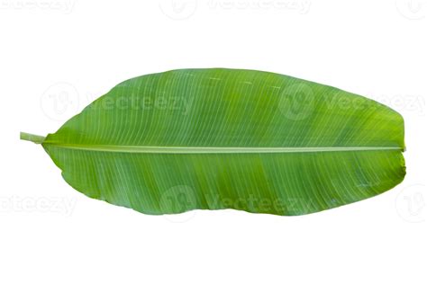 Green Banana Leaf Isolated On White Background 10870364 Png