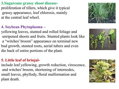 Signs And Symptoms Of Plant Disease Pptx