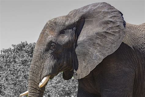 Elephant Tusks Mammal Big Free Photo On Pixabay Pixabay