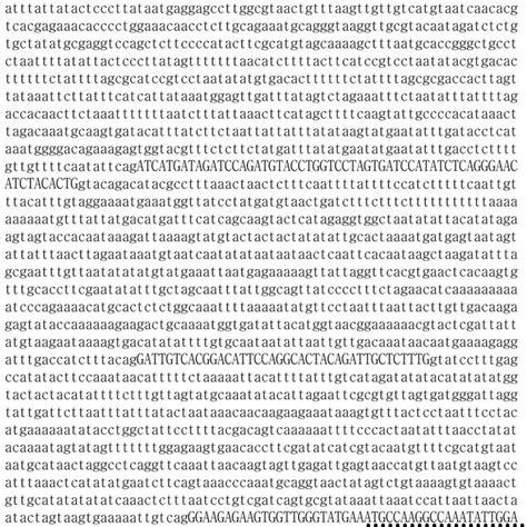 Gene Structure Of Casp A Genomic Structure Of The Casp Gene In