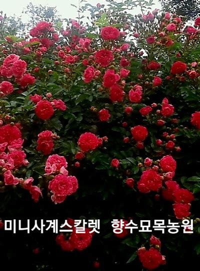 사계 땅장미 붉은색 노랑색 주황색 흑색 흰색 화목류 향수묘목농원