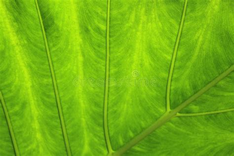Textura Verde De La Hoja Imagen De Archivo Imagen De Tropical