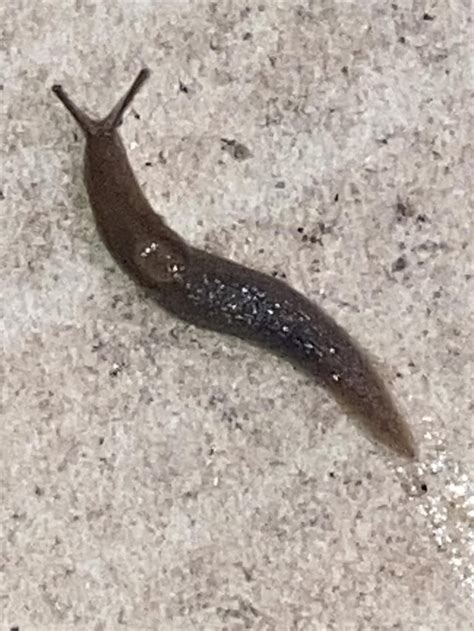 Slug With Bubble R Snails
