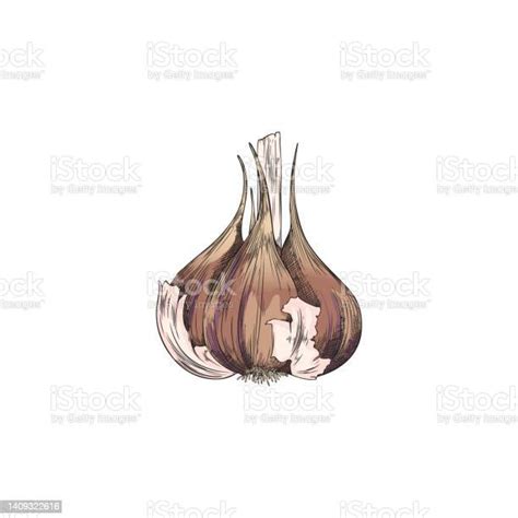 손으로 그린 다채로운 껍질을 벗긴 마늘 스케치 스타일 벡터 일러스트 레이 션 갈색에 대한 스톡 벡터 아트 및 기타 이미지