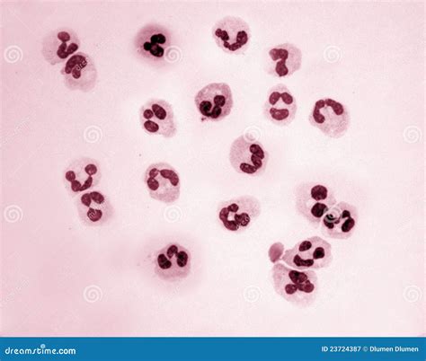 Neutrophils Under Microscope