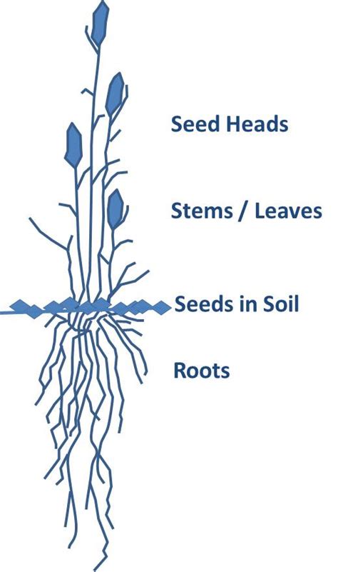 Diagram A Simple Trophic Structure For A Grassland Community