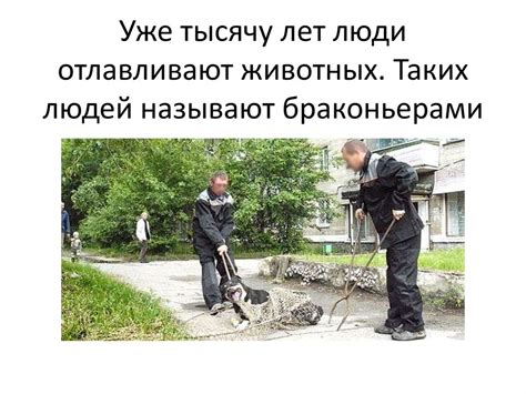Отлов бездомных животных презентация онлайн