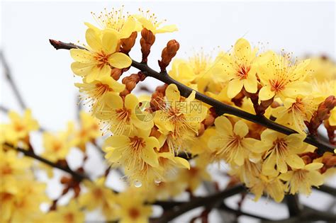 黄色的梅花高清图片下载 正版图片600272056 摄图网