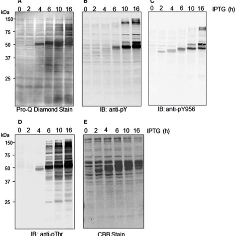 Schematic Representation Of The Primary Structure Of Flag Bri1