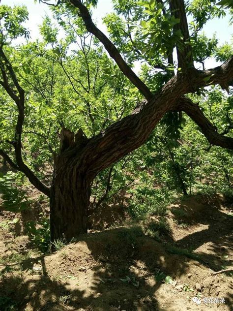 不得了！遵化小山村竟有4000多棵百年老栗树？还能认养！