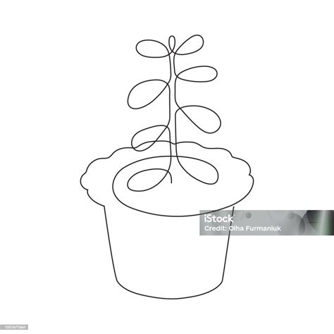 Stock Ilustrace Crassula V Hrnci Jednořádkové Umění Ručně Kreslený