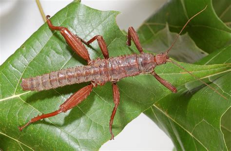 Order Phasmatodea Ent 425 General Entomology