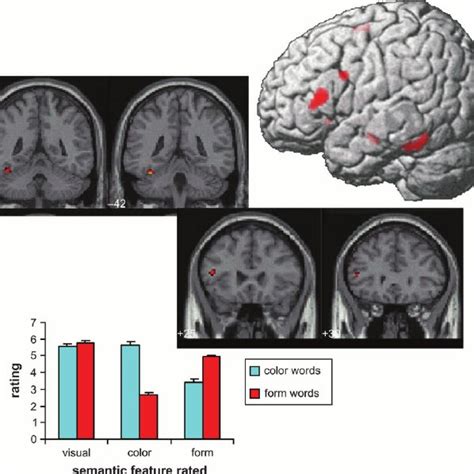 Cortical Activation During Passive Reading Of Concrete Words Download Scientific Diagram