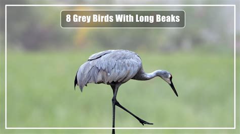 8 Grey Birds With Long Beaks And Long Legs Id With Pictures