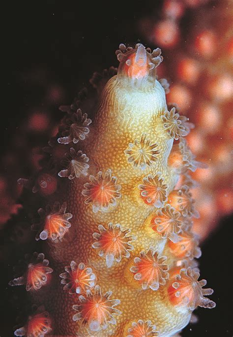 Corals Of The World
