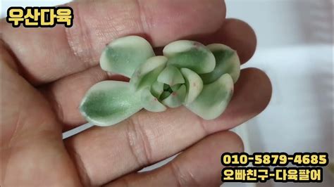 12월 14일 와이즈마리아금a타입나비금 컷팅 얼른 찜해보세요 다육이 다육 다육이금 다육식물 다육이키우기 금다육이 금다육 Youtube