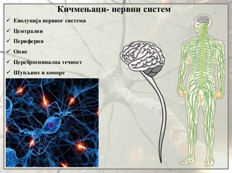 5 Nervni Sistem