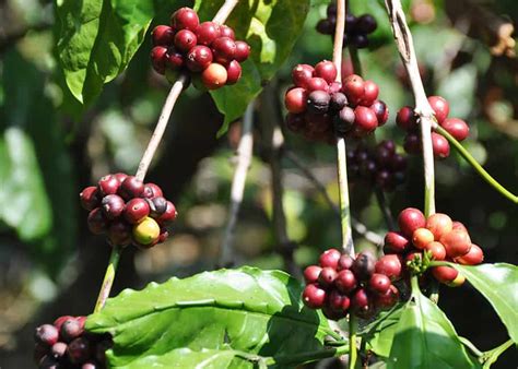What Is Robusta Coffee Robusta Vs Arabica 12 Differences EnjoyJava