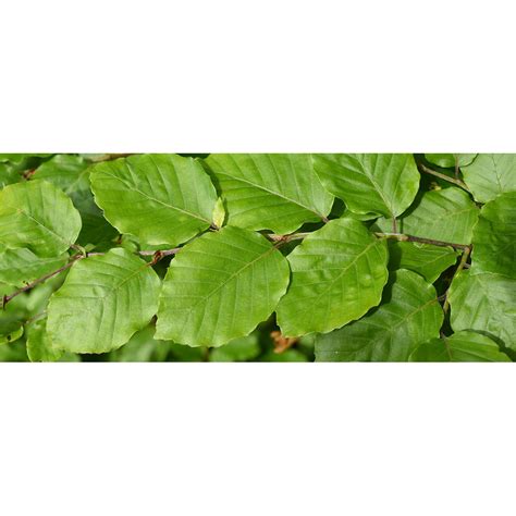 Bøg Fagus Sylvatica 150cm Nemhæk Anchers Havecenter