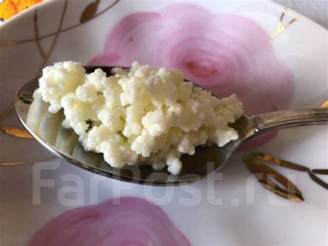 Продаются Молочные грибки - Домашние продукты во Владивостоке