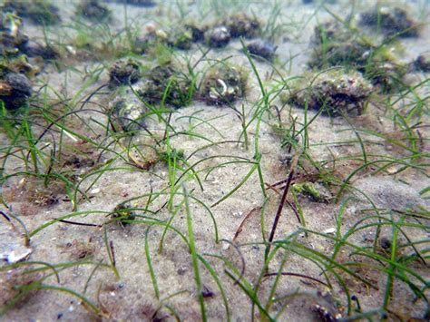 Seagrass And Blue Carbon
