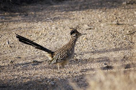 Roadrunner Portrait Free Stock Photo Public Domain Pictures