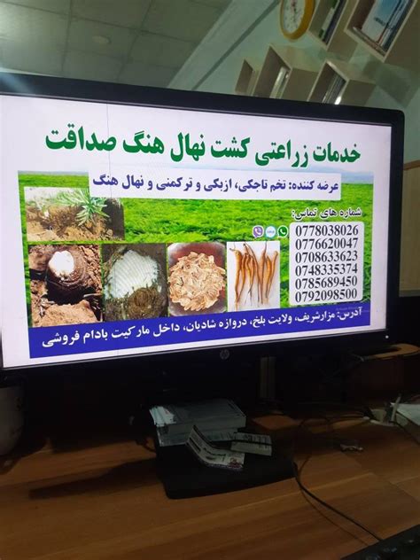 کاشت نخود در ولایت هلمند کاشت خدمات زراعتی عمران تمیم Facebook