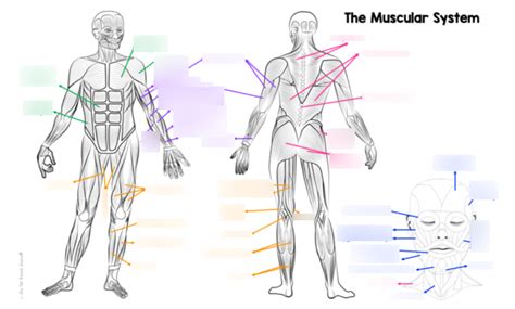 Muscular System Diagram Quizlet