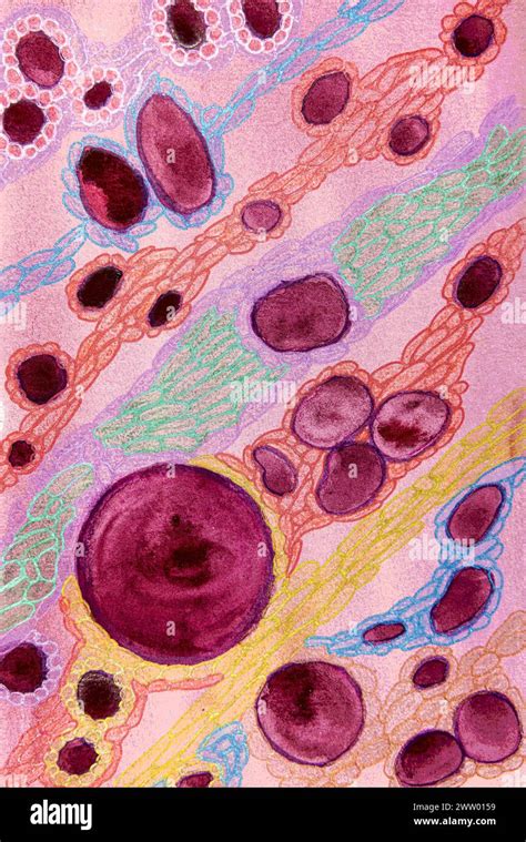 Red Spheres With Organic Background Cellular Pattern The Dabbing