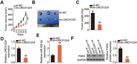 Long Intergenic Non Protein Coding Rna 1224 Linc01224 Depletion