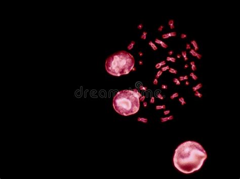 Chromosomes Under Fluorescence Microscope Red Colored Human