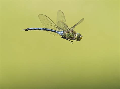 Insects