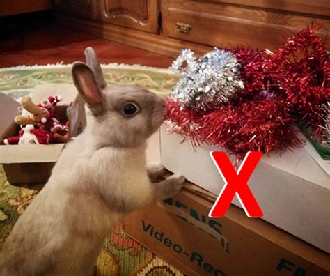 Consejos Para Conejitos En Navidad Y Fiestas De Fin De AÑo Consejos