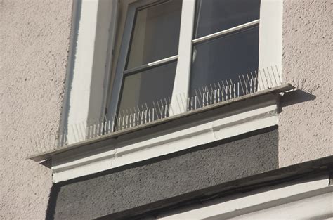 24 Hour Emergency Services Essex The Exterminator Pest Control