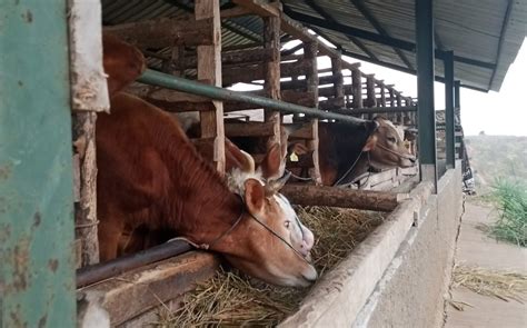 Will Sustainable Integrated Farming Program Solve Indonesias