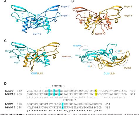 Figure 1 From A Variant Of Human Growth Differentiation Factor 9 That Improves Oocyte